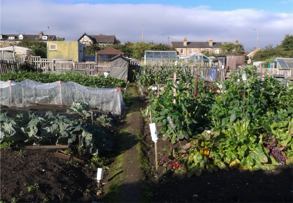 The Allotment Year 2020 – Rotherham Allotment Alliance